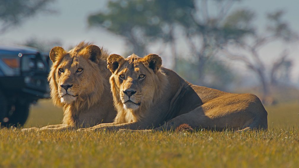 BBC Two - Big Cats 24/7 - Series 2 cat spotlight: Kea and Bo