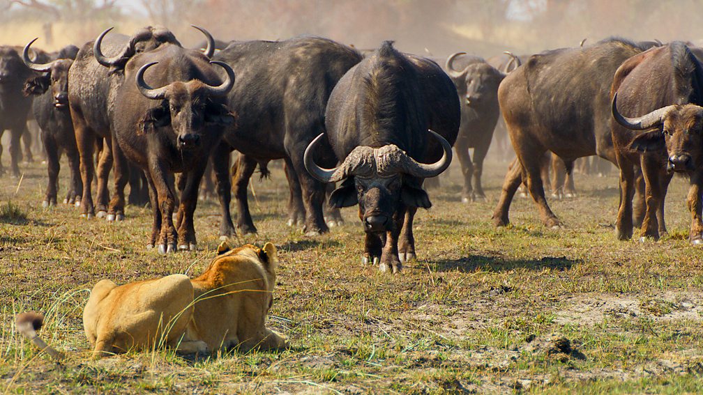BBC Two - Big Cats 24/7