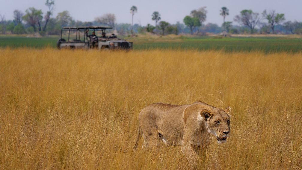 BBC Two - Big Cats 24/7 - Cat spotlight: Pobe the cheetah