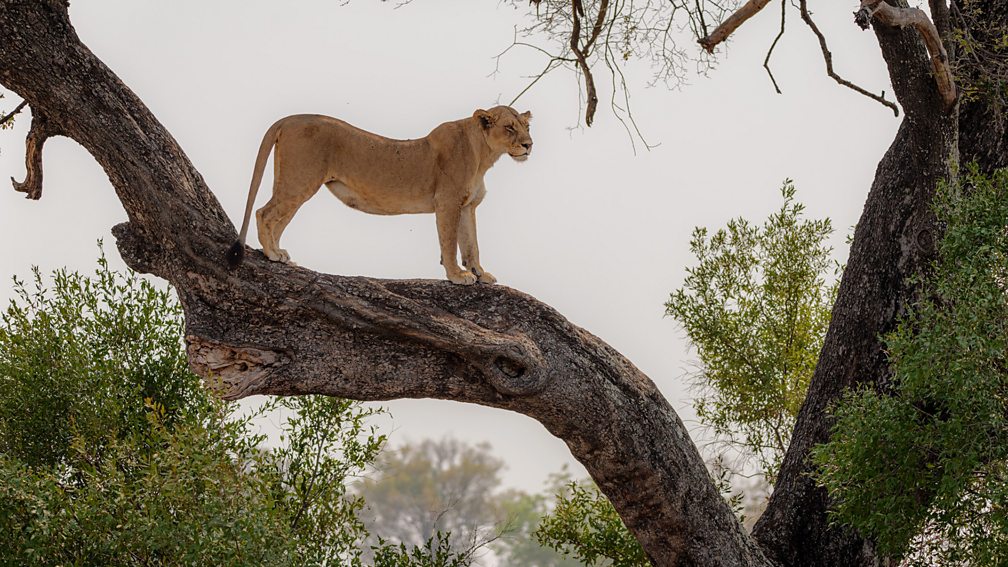 BBC Two - Big Cats 24/7