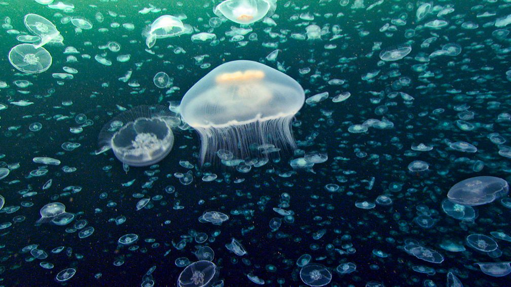 BBC One - Life - Episode guide