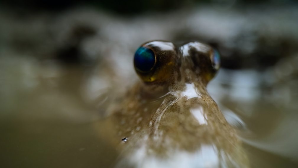 BBC One - Asia - Fish in the trees