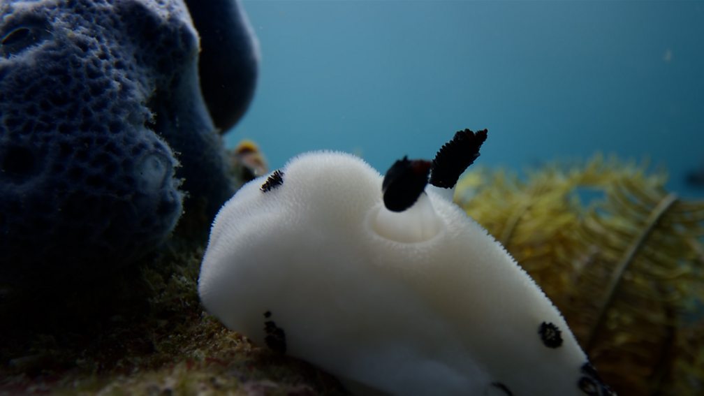 BBC One - Asia - The search for the sea bunny
