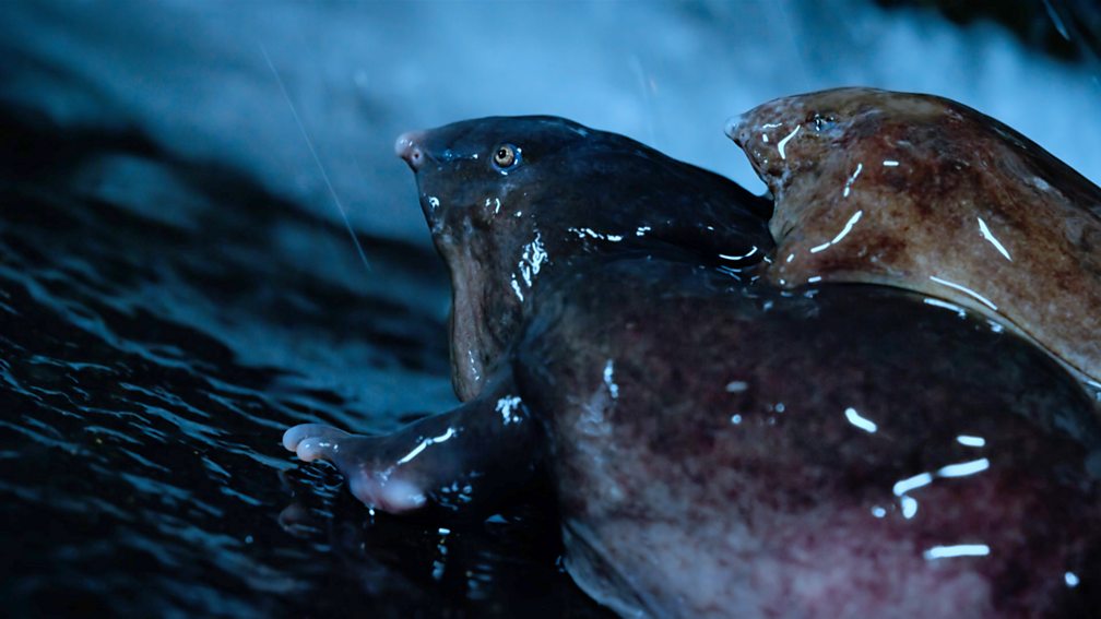 BBC One - Asia - Purple frog: the most critical night