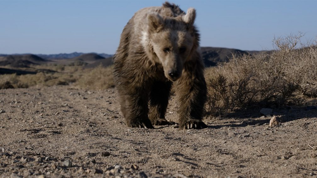 BBC One - Asia - The world’s rarest bear