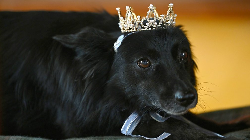 BBC Three - The Traitors US, Series 3 - Episode guide