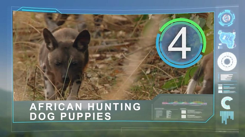 CBeebies - Andy's Top 5s, Andy's Top 5 Backpack Finds | CBeebies