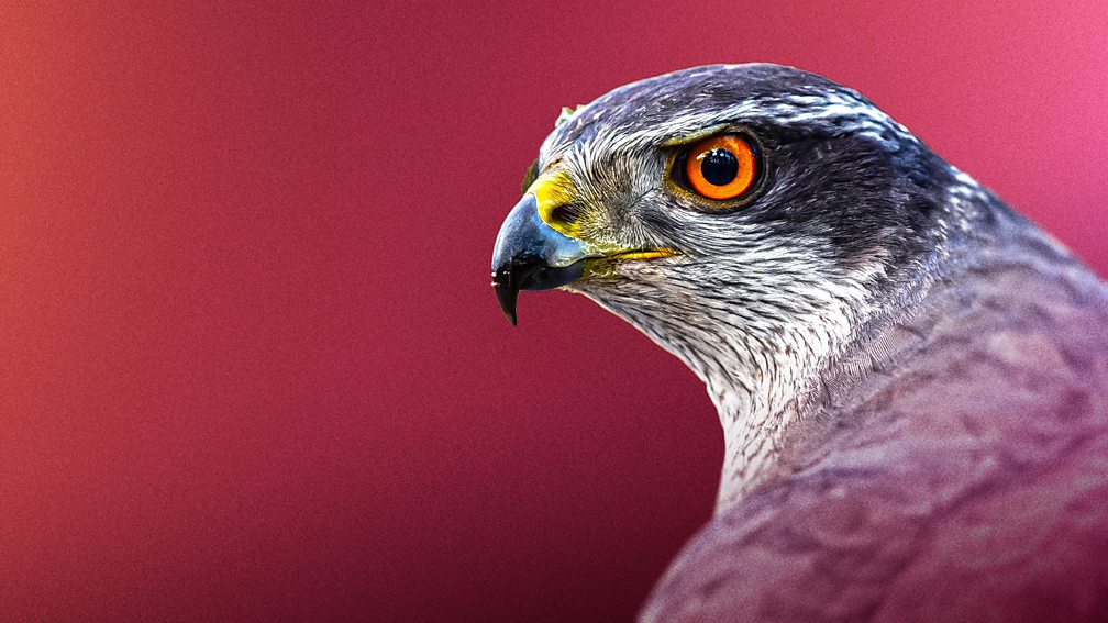 BBC - Programmes categorised as Factual: Science & Nature - All Programmes