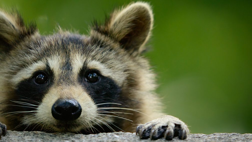 BBC One - The Americas, Series 1, The Atlantic Coast