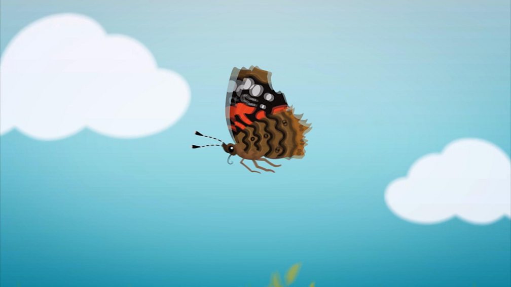 CBeebies - Teeny Tiny Creatures, Facts about Butterflies | Ferne & Rory ...
