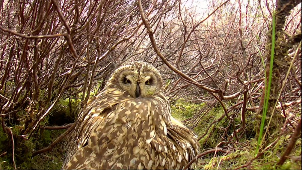 BBC Two - Springwatch