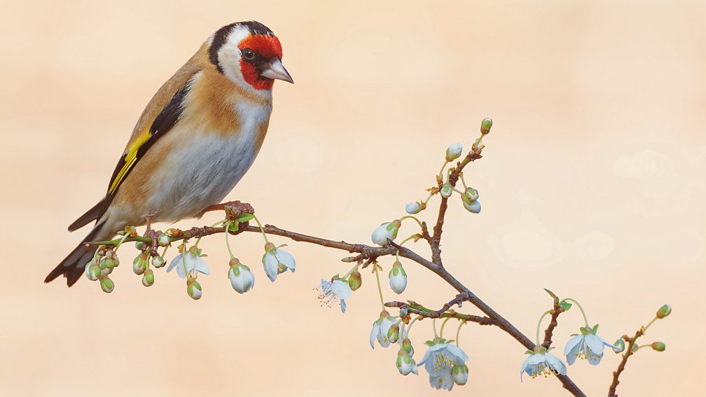 BBC Two - Springwatch, 2025 - Episode guide