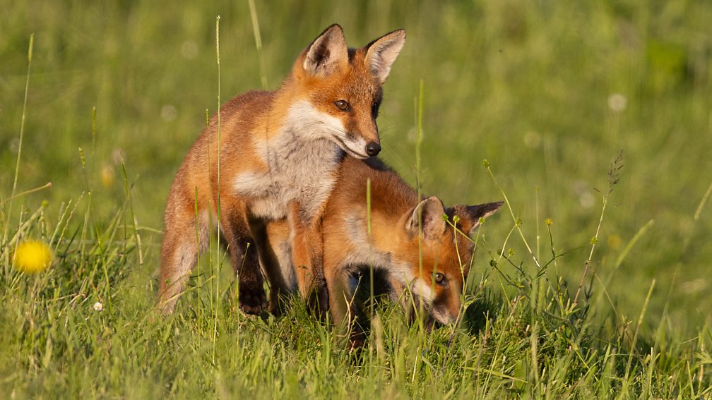 BBC Two - Springwatch, 2025 - Episode guide