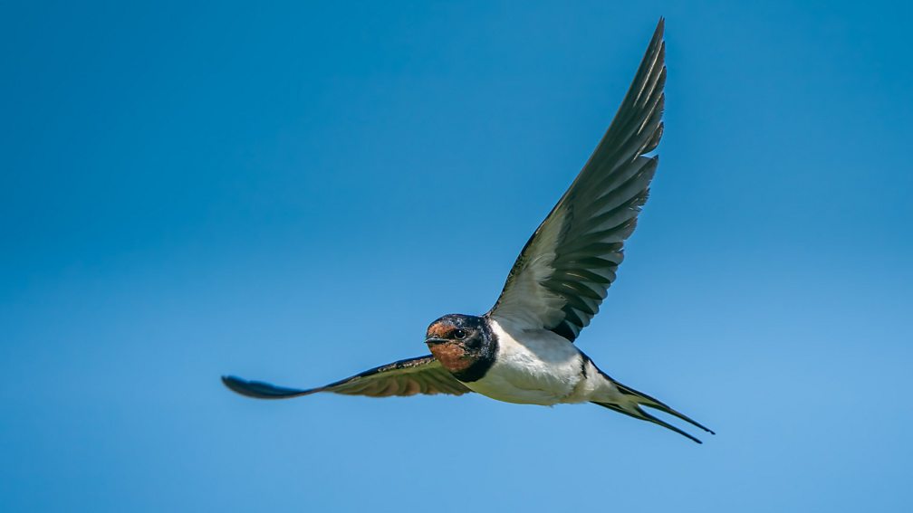 BBC Two - Springwatch, 2025 - Episode guide