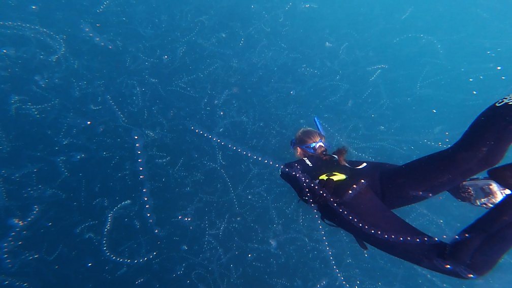 BBC Two - Springwatch