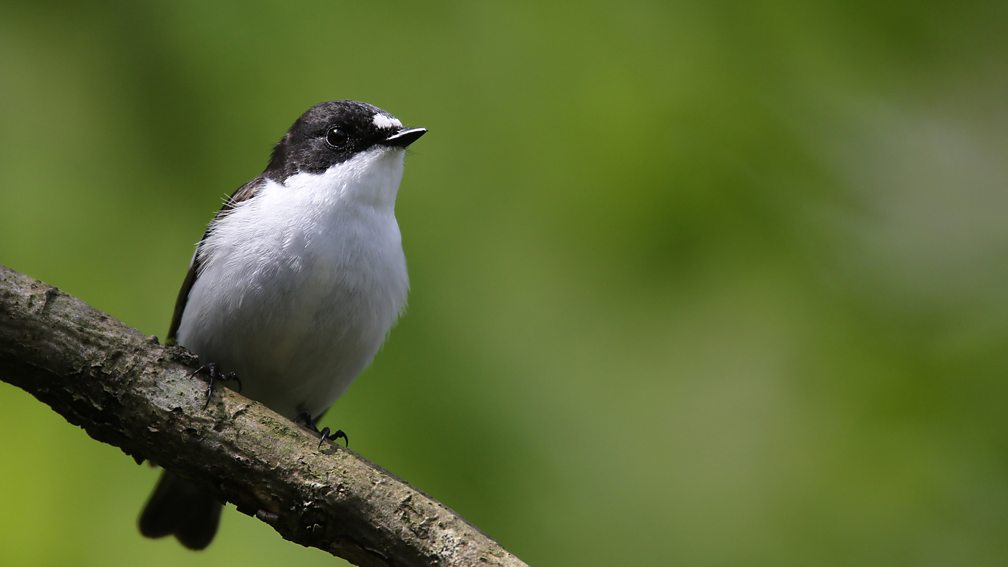 BBC Two - Springwatch, 2025 - Episode guide