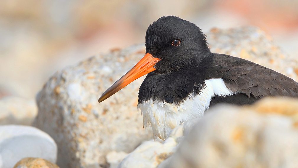 BBC Two - Springwatch - Available now
