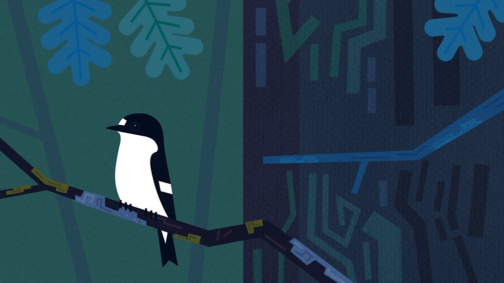 BBC Two - Springwatch, Watch Out: Chris Packham demonstrates the ...