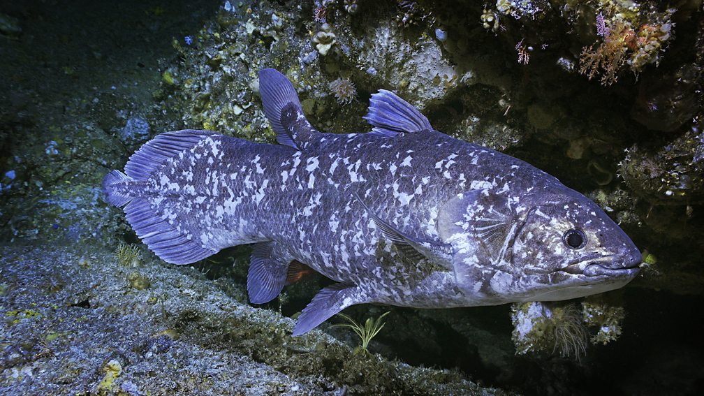 BBC Two - Deep Ocean: Kingdom of the Coelacanth, A living fossil