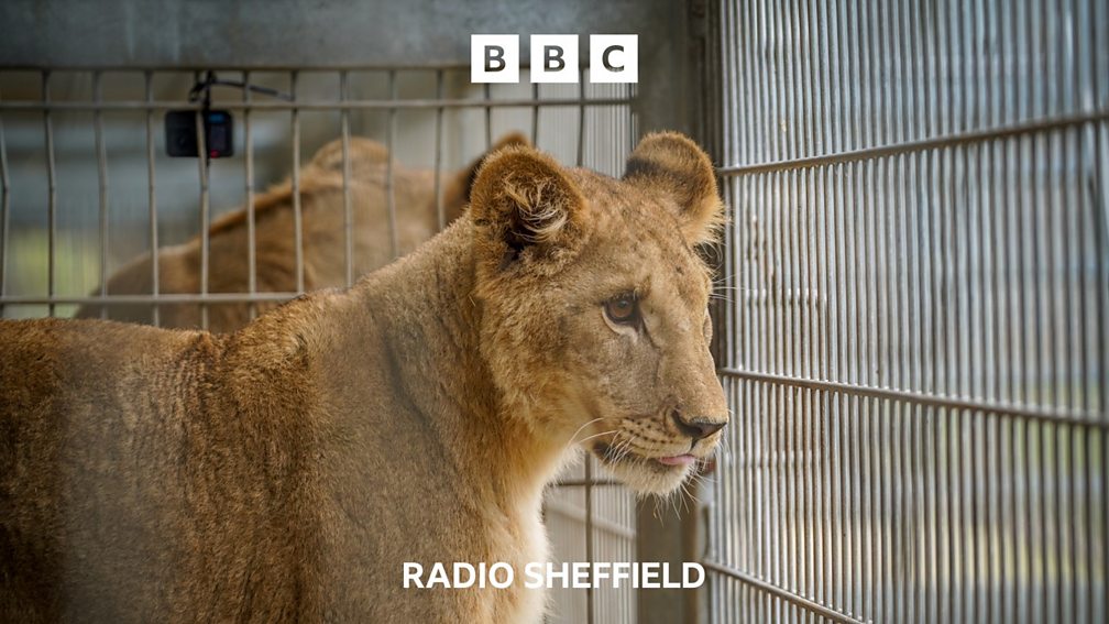 BBC Radio Sheffield - BBC Radio Sheffield, From South Yorkshire
