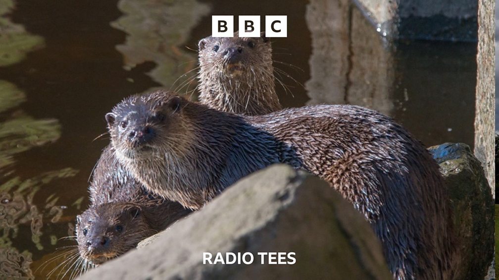 BBC Radio Tees - BBC Radio Tees, Turning Robin Hood's Bay red for ...