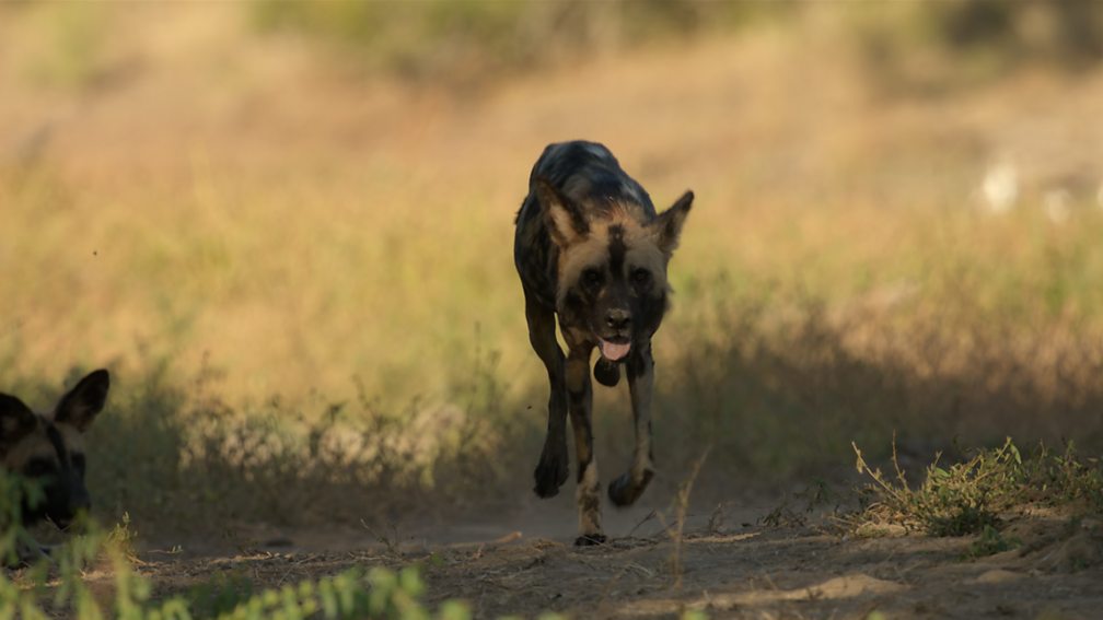 BBC One - Kingdom - Flint: An example of African wild dog resilience