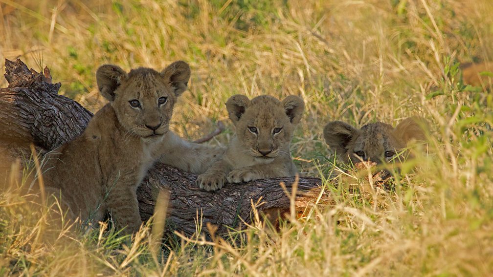BBC One - Kingdom - In search of my first lions and their cubs