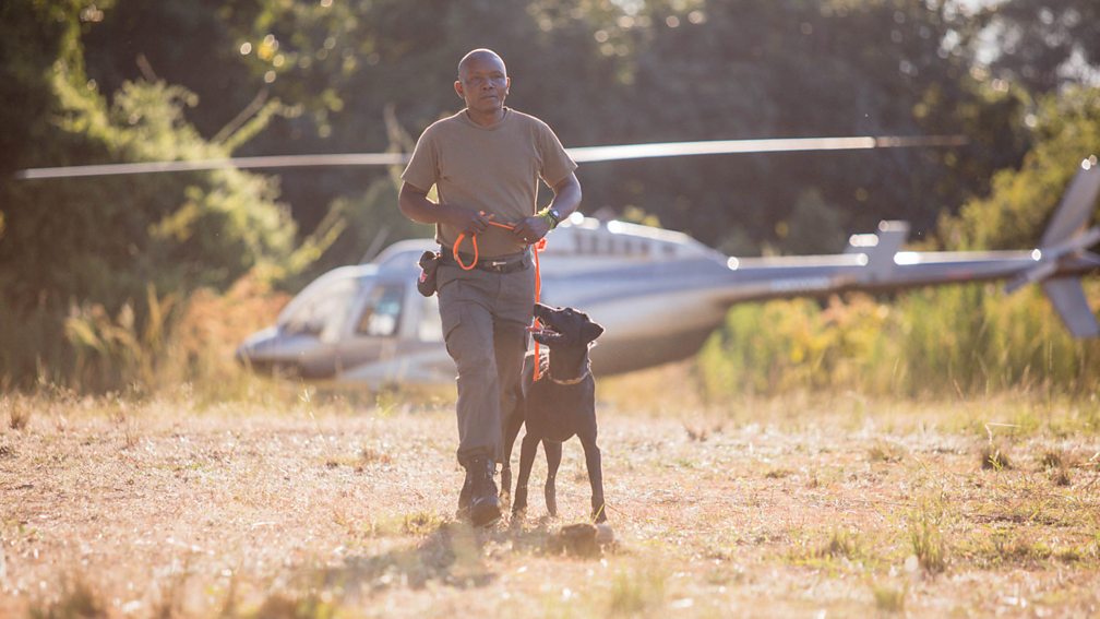 BBC One - Kingdom - Flint: An example of African wild dog resilience
