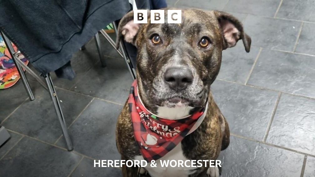 BBC Hereford & Worcester - BBC Hereford & Worcester, From Hereford ...