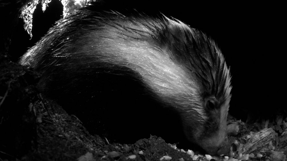 BBC Two - Winterwatch, A beaver sits down to eat in the midst of a fast ...