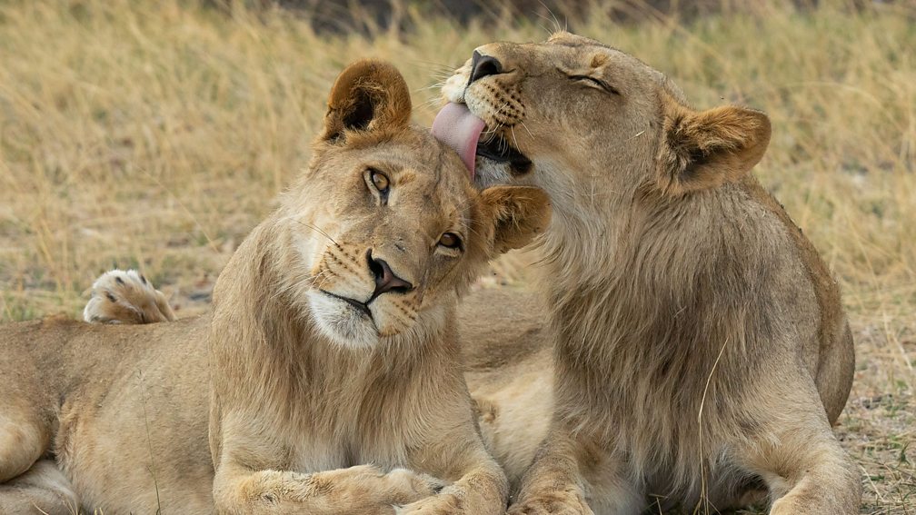 BBC Two - Big Cats 24/7