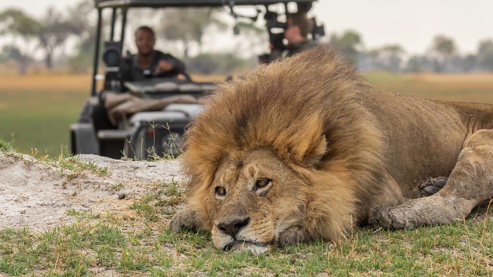 BBC Two - Big Cats 24/7 - Episode guide
