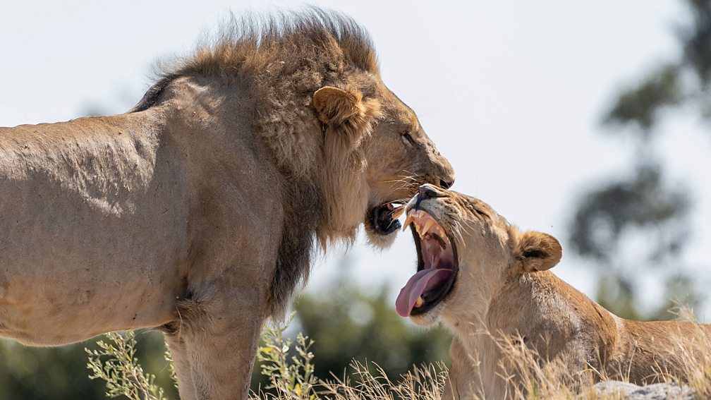BBC Two - Big Cats 24/7, Series 2 - Episode guide