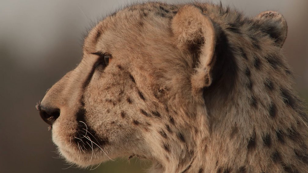 BBC Two - Big Cats 24/7