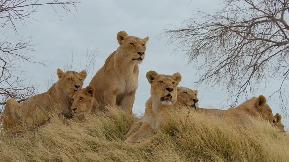 BBC Two - Big Cats 24/7