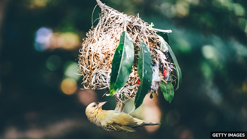 BBC - BBC Learning English, BBC Lingohack “英语大破解”："Earthrise": The ...