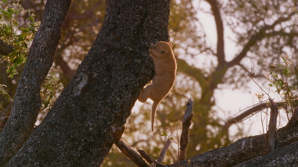 BBC Two - Big Cats 24/7