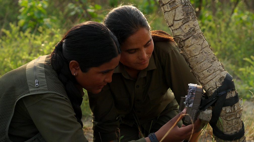 BBC One - Tiger Island - The women who walk with tigers
