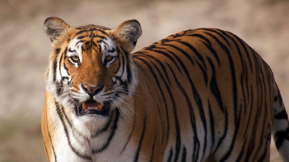 BBC One - Tiger Island - More from Tiger Island