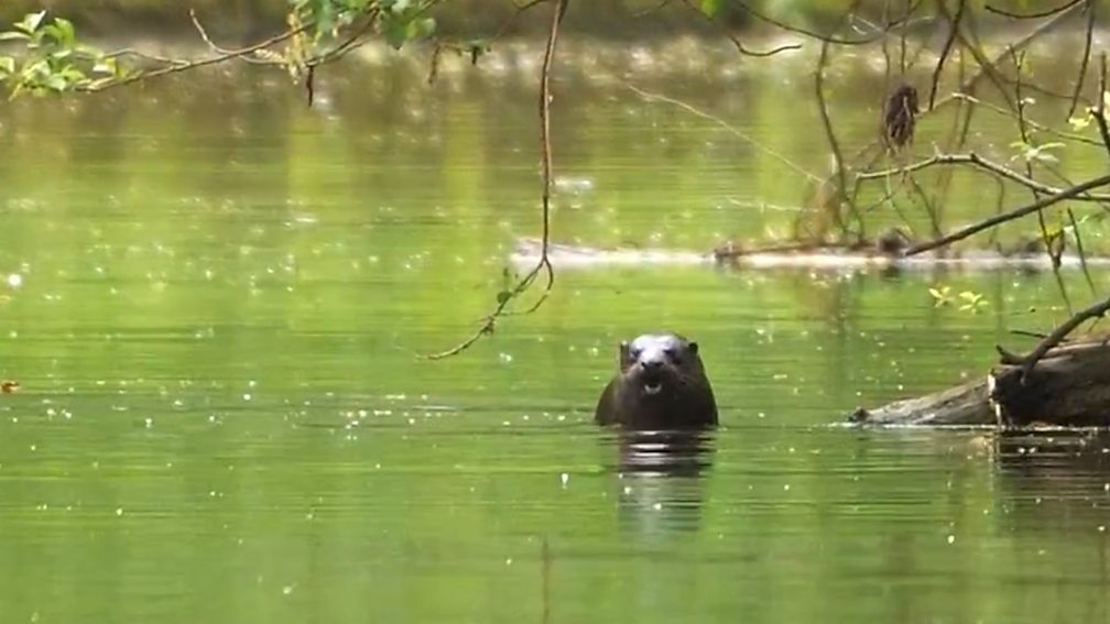 BBC Two - Springwatch, Magpie grooms muntjac deer