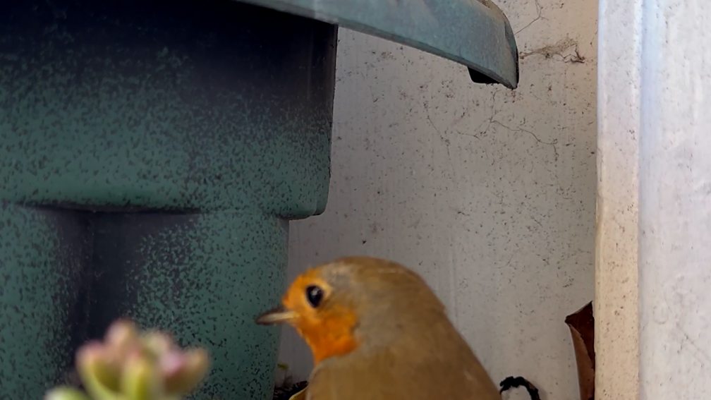 BBC Two - Springwatch, Magpie grooms muntjac deer