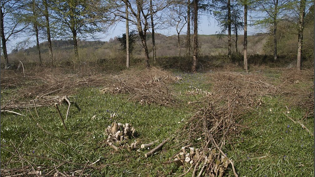 BBC Radio 4 - Living World, Springtime in the Hazel Coppice