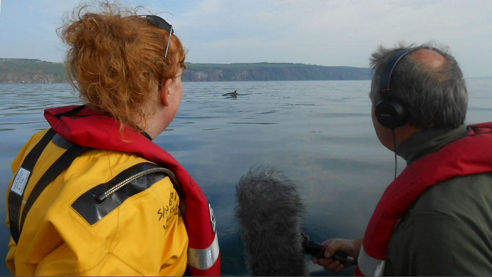 BBC Scotland - Scotland’s Wildlife, Series 1, The Dolphins of the Moray ...