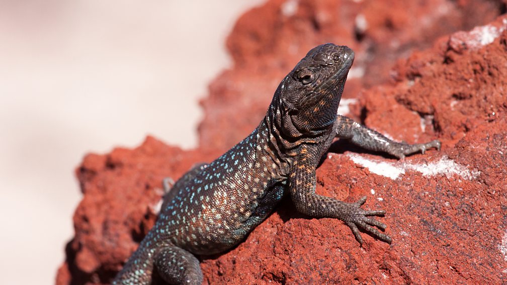 BBC Two - Wild West - America's Great Frontier, Desert Heartlands, In ...