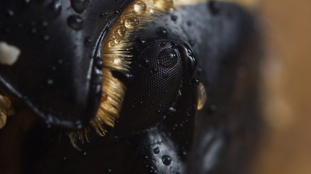 BBC One - Planet Earth II, Grasslands, In pictures... - A female ...