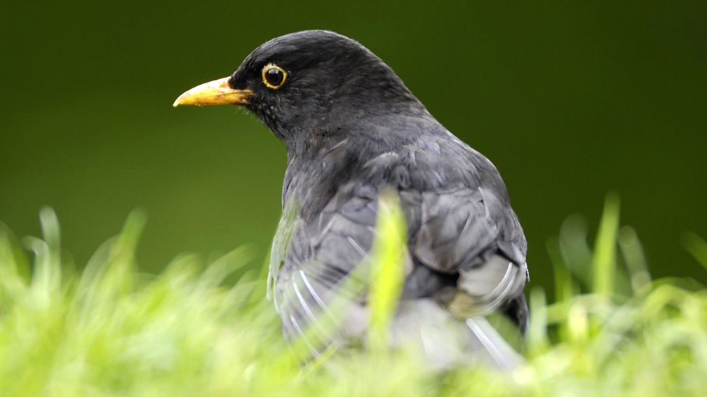 BBC Radio 4 - Soundstage, Dawn Chorus