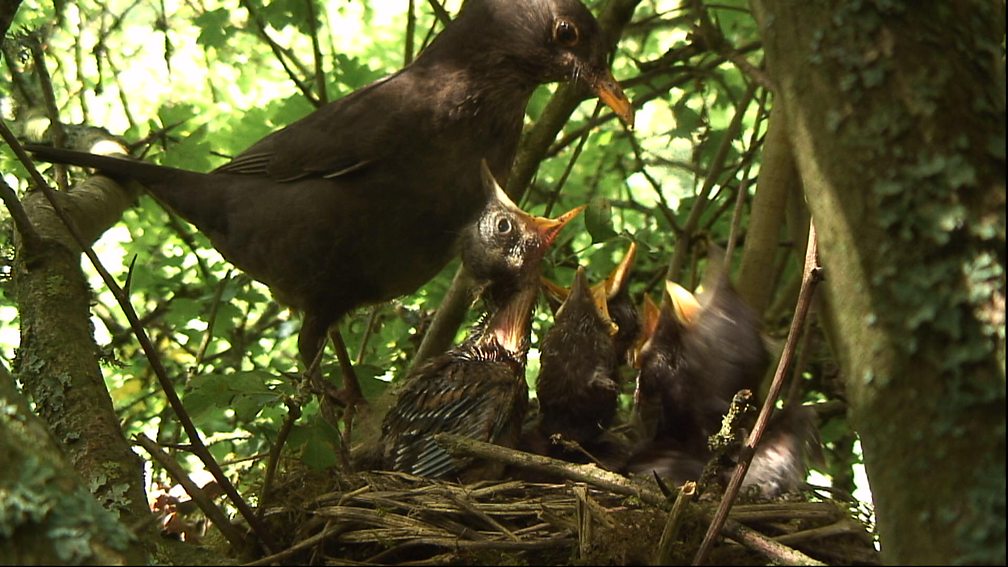 BBC Two - Springwatch, Springwatch Guide to Butterflies and Moths, UK ...