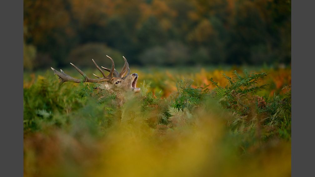 BBC Two - Autumnwatch, 2015, Autumnwatch Day One, A unique squirrel feeder