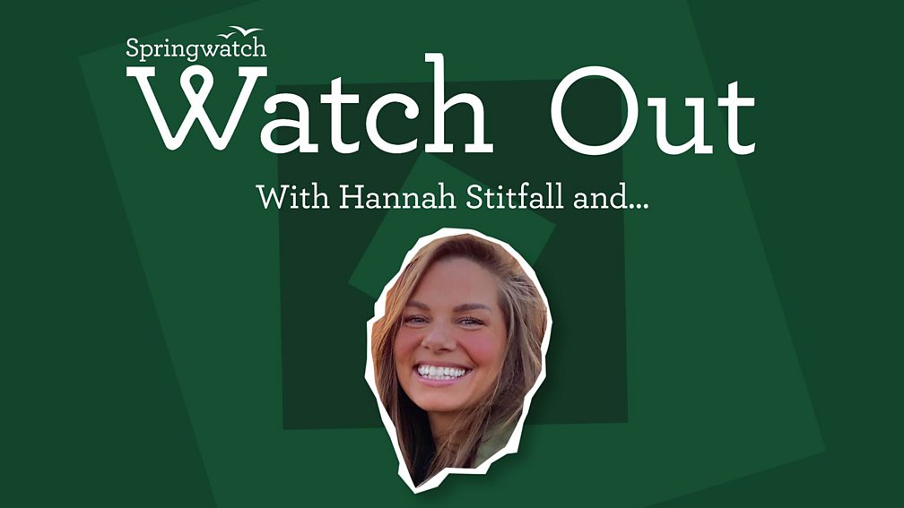 BBC Two - Springwatch, 2022, Watch Out with Hannah Stitfall and... Jack ...