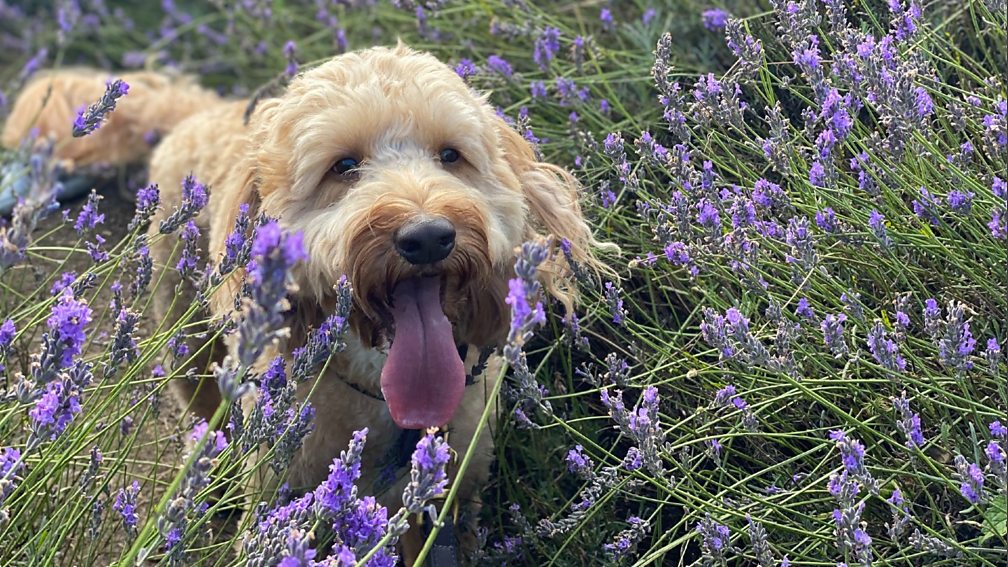 BBC One - The One Show, The One Show